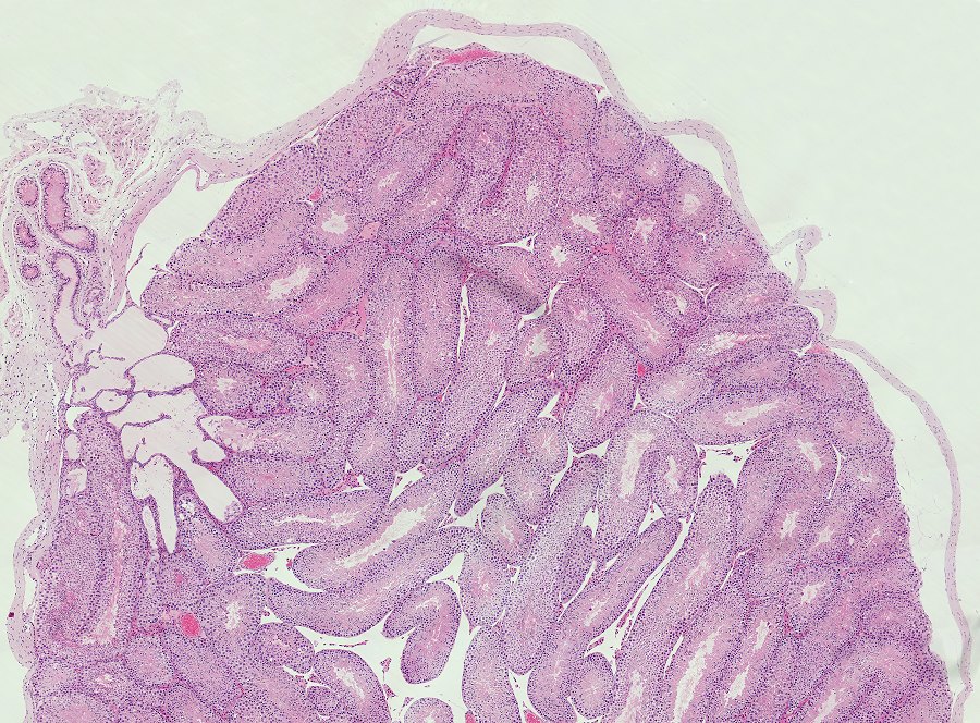 Spermatogenesis in testis of a mouse - The world under the microscope