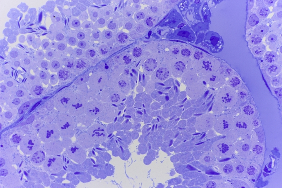 Spermatogenesis in testis of a mouse - The world under the microscope