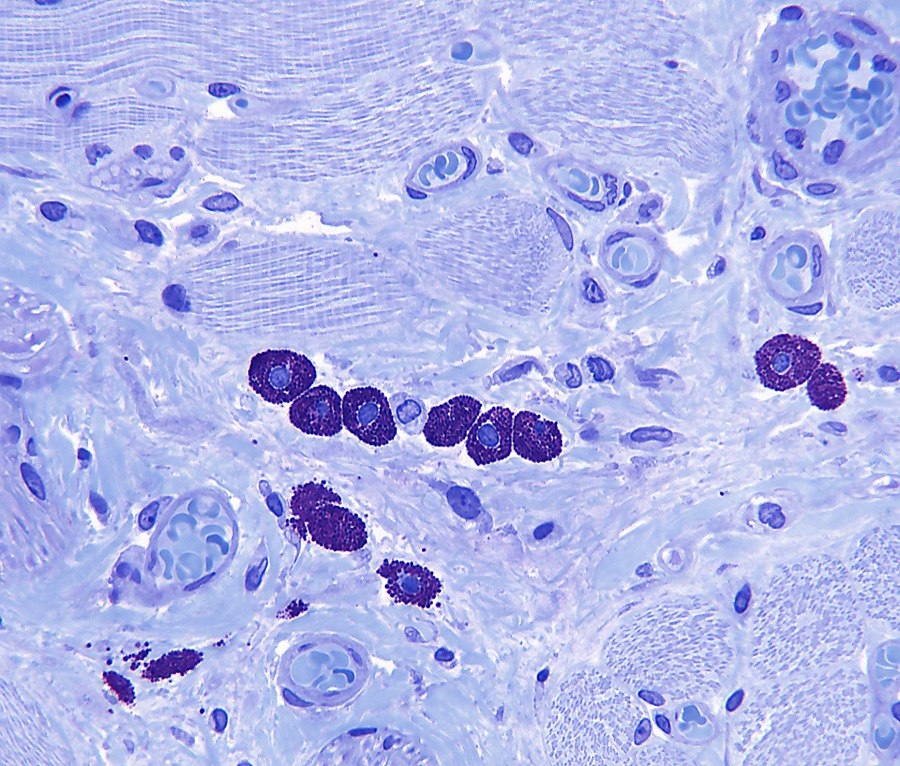 Granulated mast cells in mouse tongue - The world under the microscope